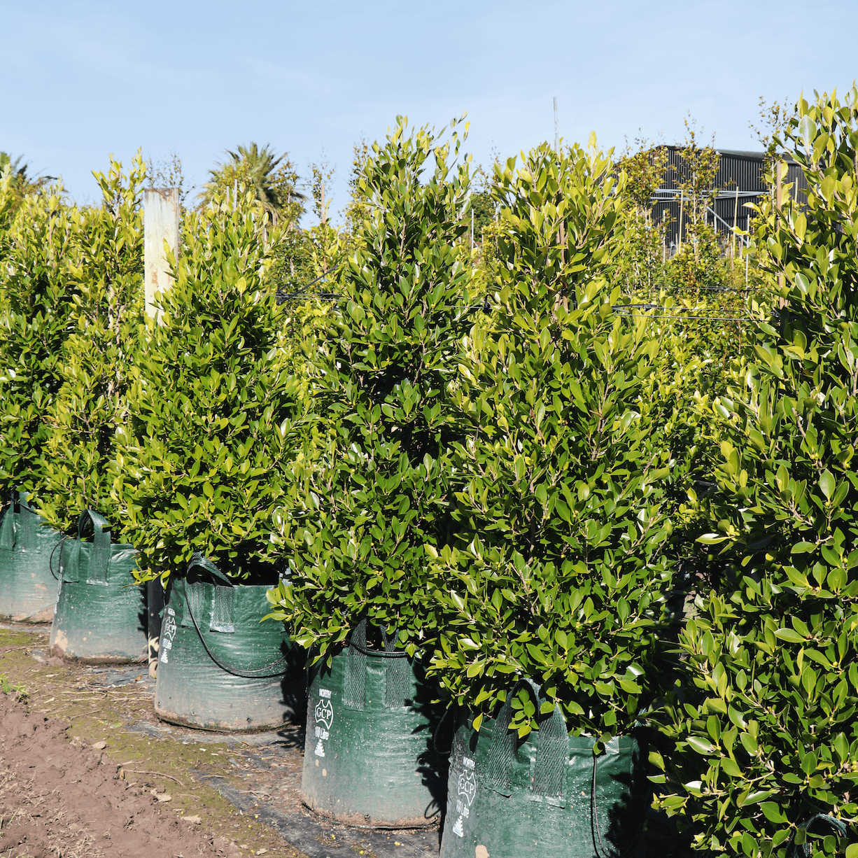 Ficus Variety - Evergreen Trees Direct