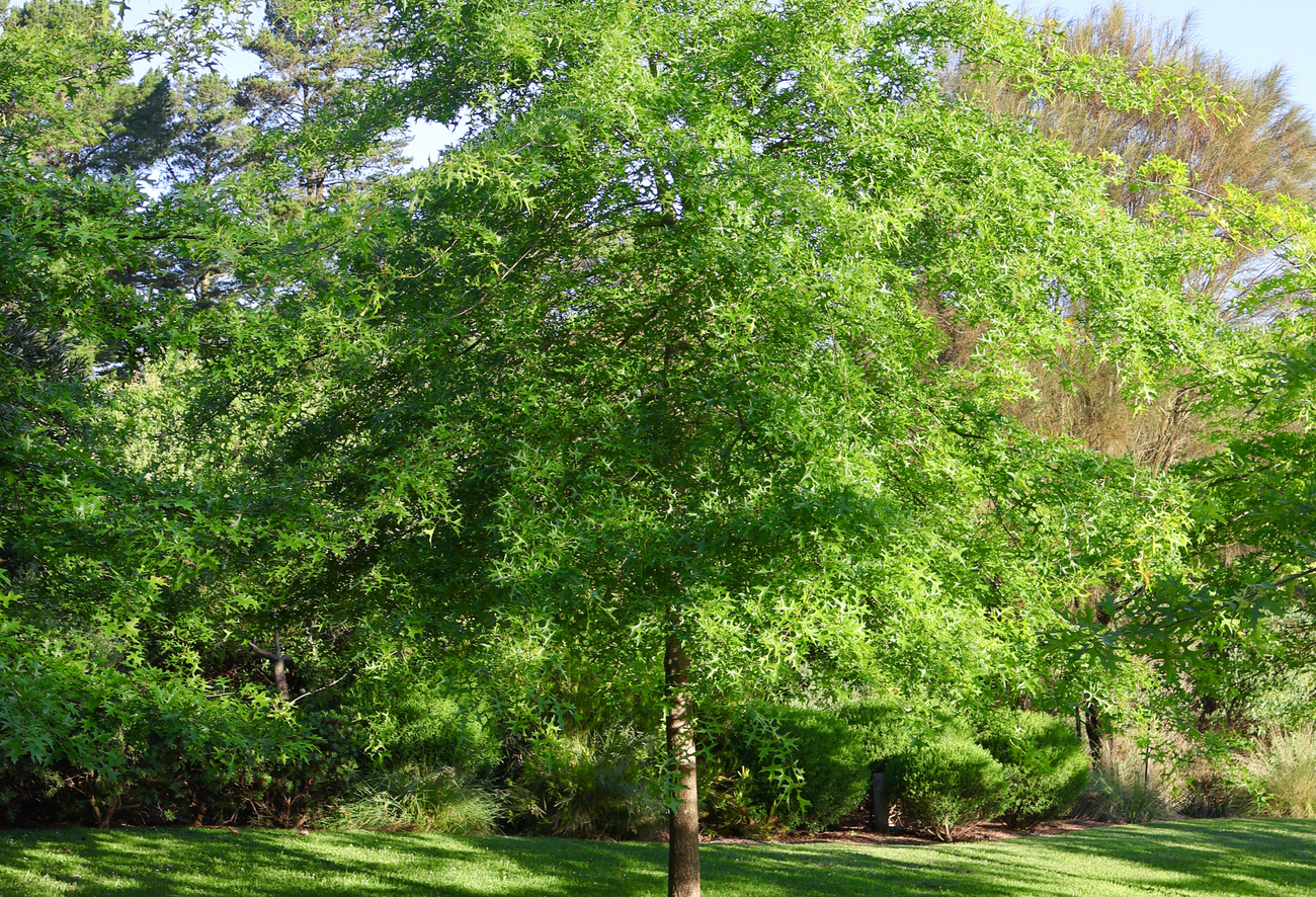 Oak Tree Varieties for Your Landscape - Evergreen Trees Direct