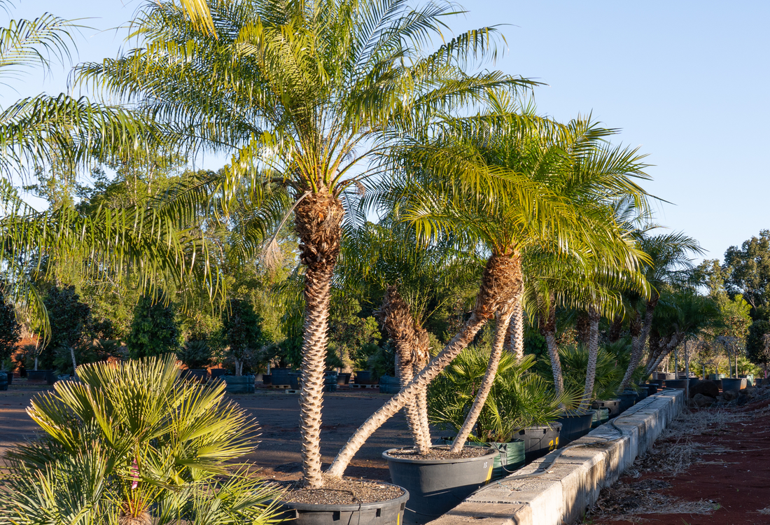 Palm Trees - Evergreen Trees Direct
