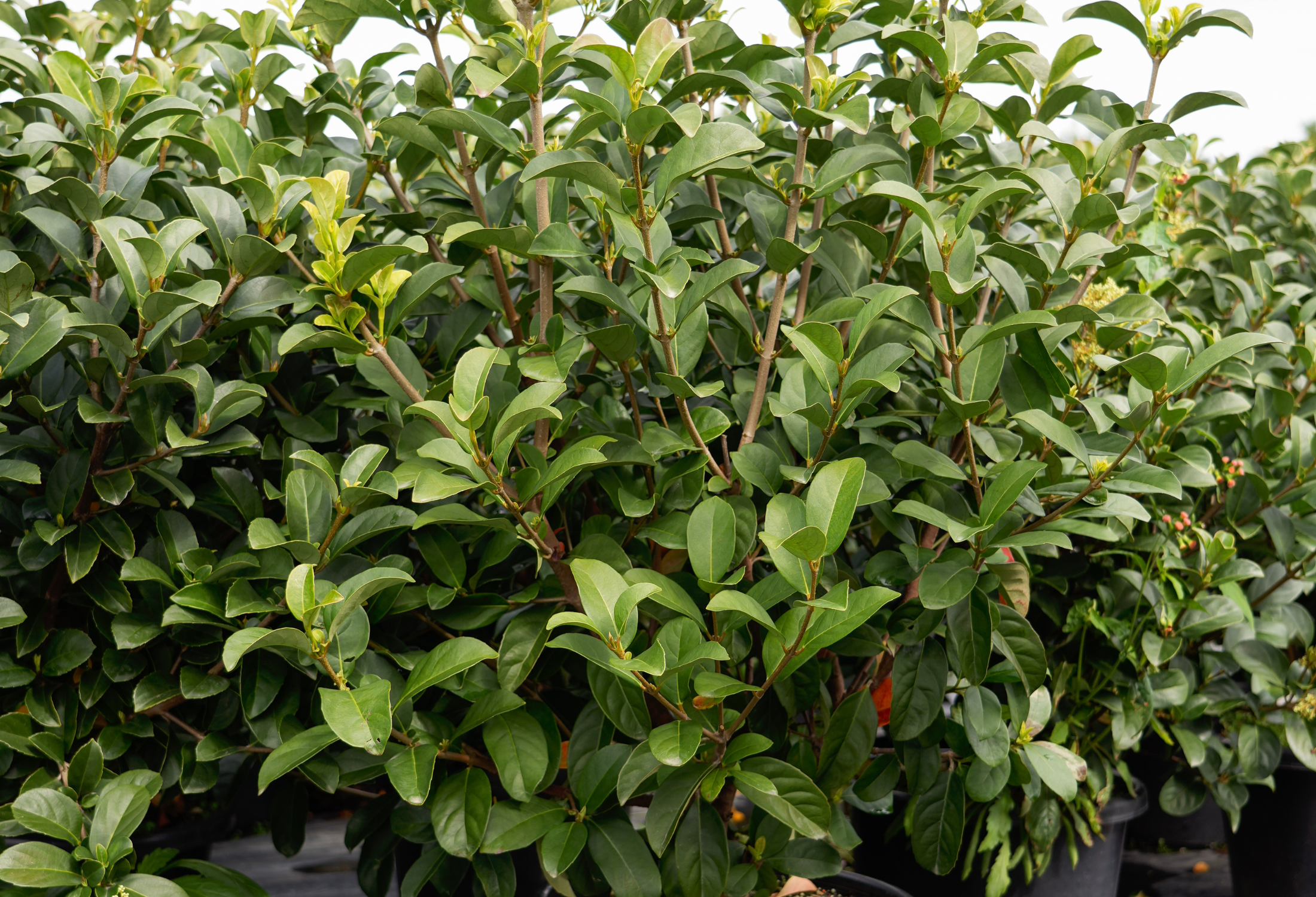 Small to Medium Shrubs & Hedging - Evergreen Trees Direct
