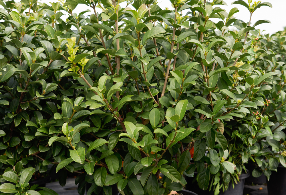 Small to Medium Shrubs & Hedging - Evergreen Trees Direct