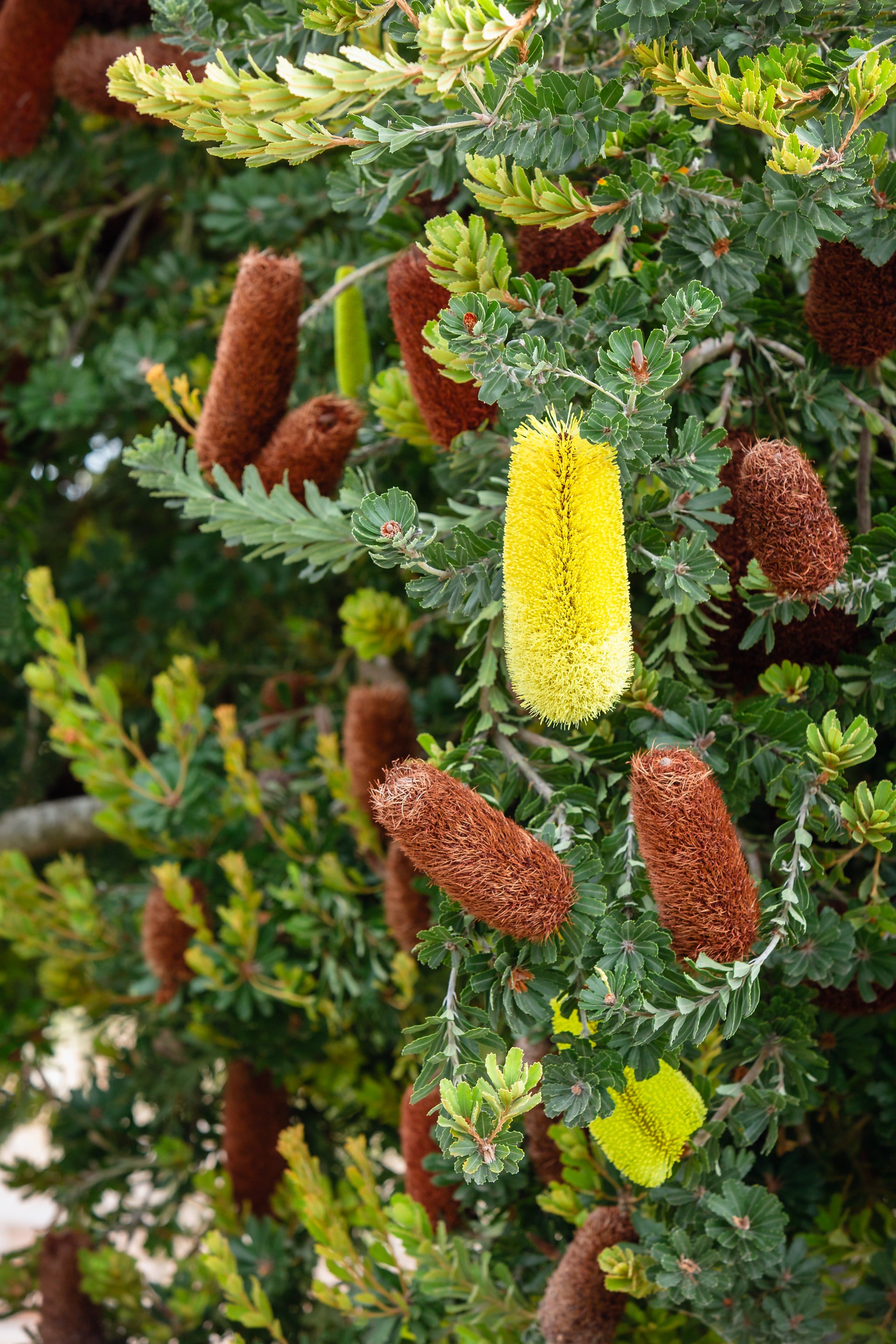 Corymbia ficifolia 'Wildfire' - Evergreen Trees Direct