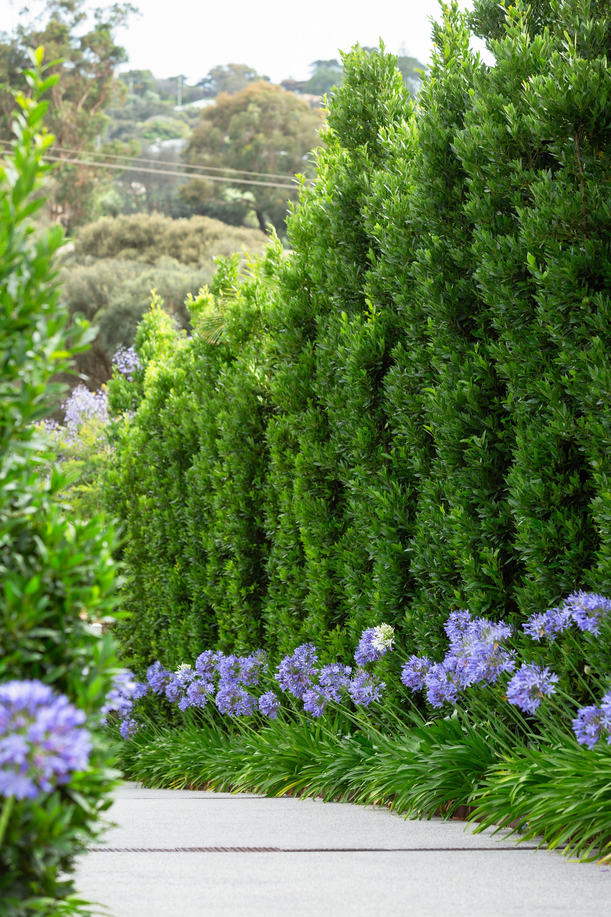 Large Trees for Landscaping | Buy Premium Trees Online - Evergreen ...