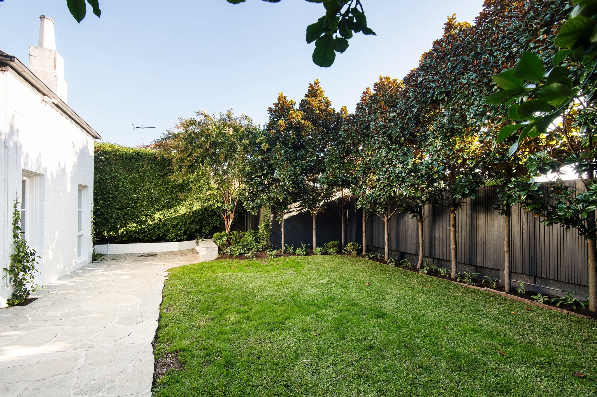 Pleached or Pleachable Trees