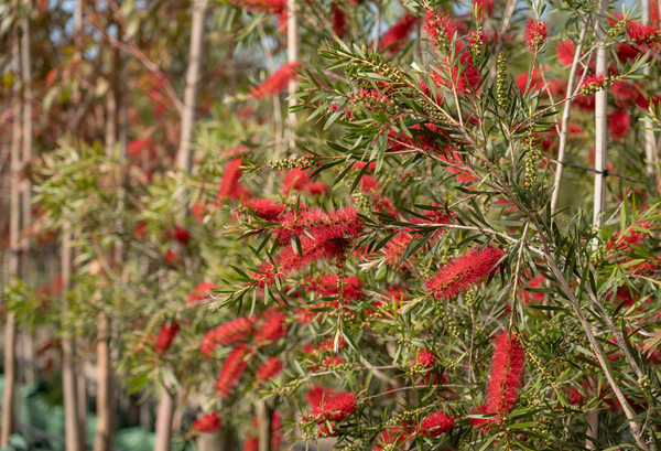 Callistemon Trees - Evergreen Trees Direct