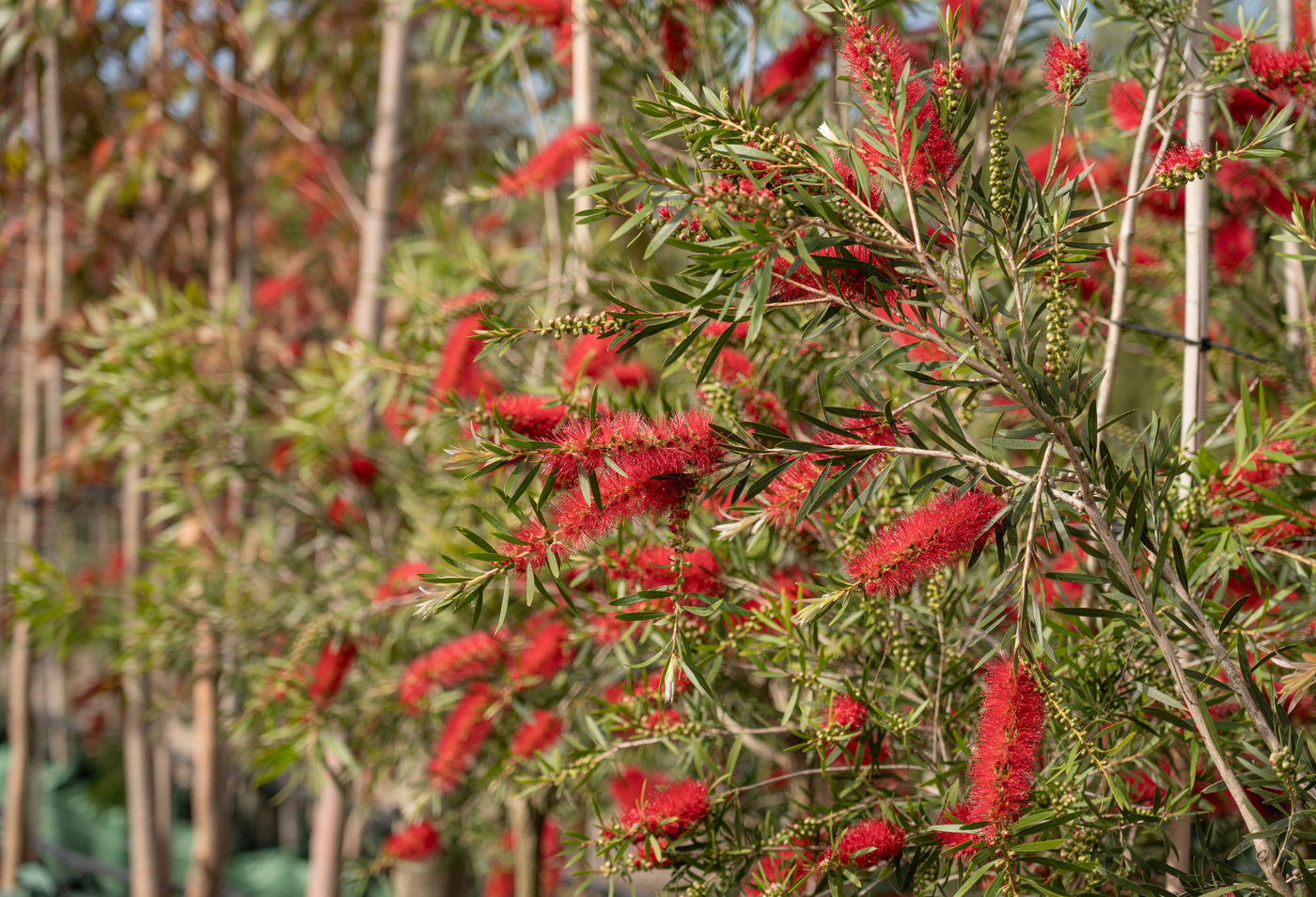 Callistemon Trees | Evergreen Bottlebrush Varieties - Evergreen Trees ...