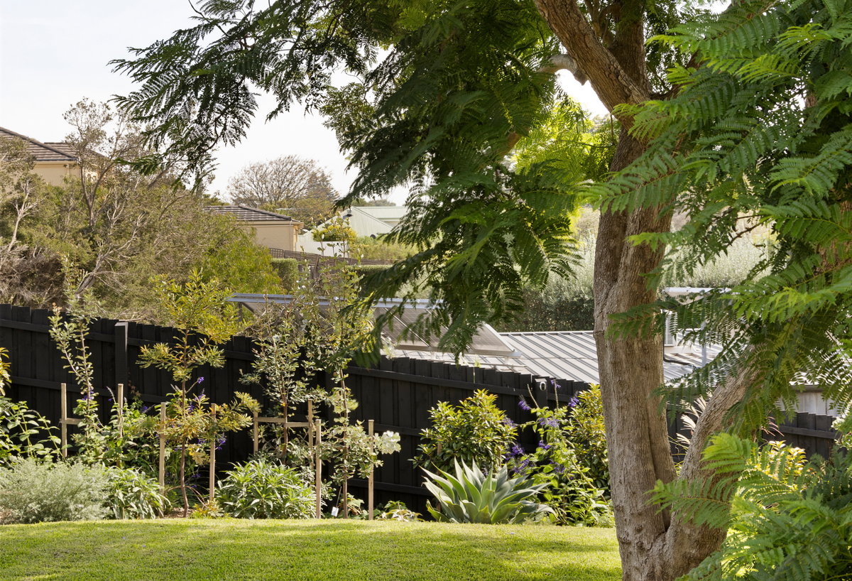 Canopy Trees - Evergreen Trees Direct