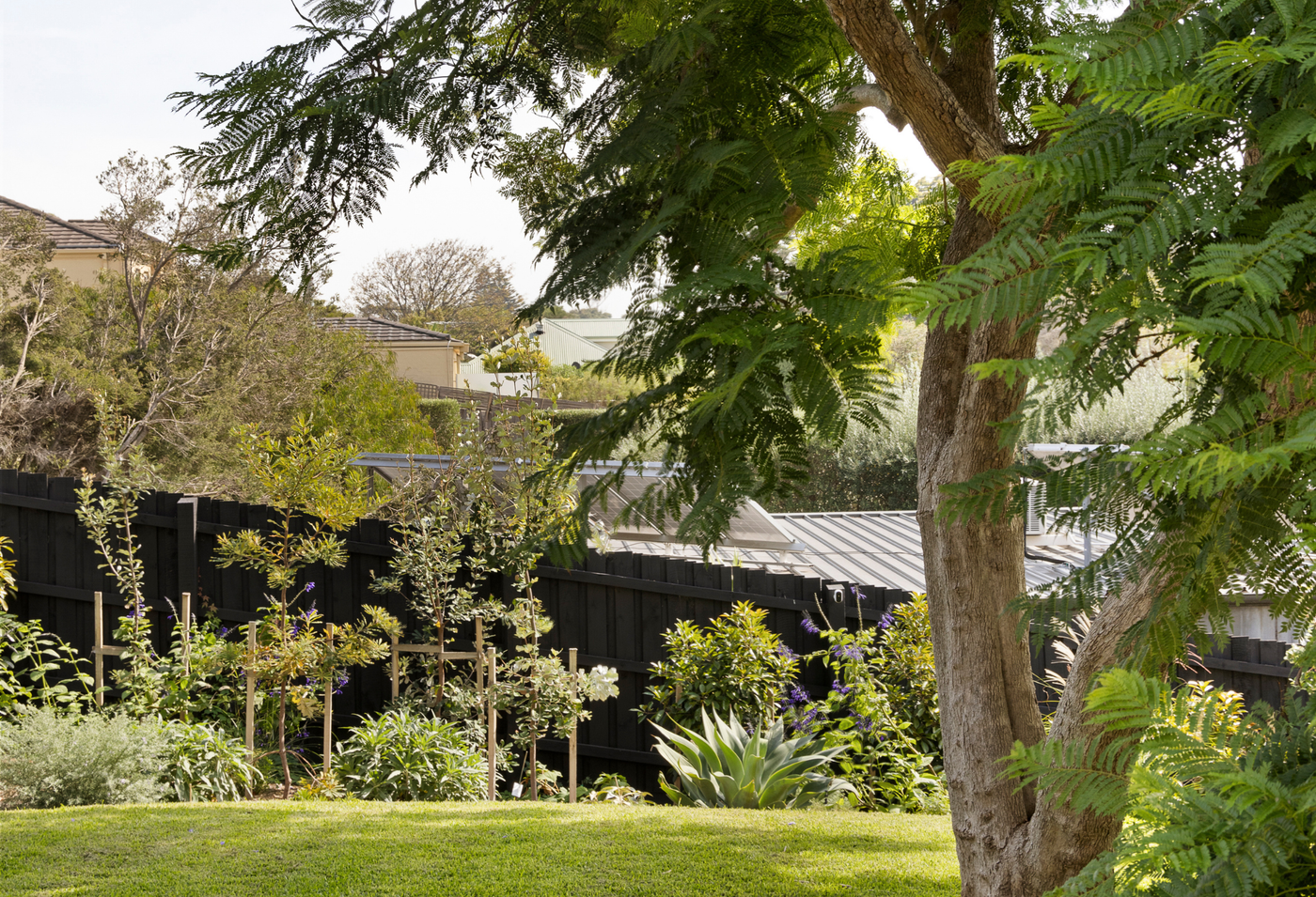 Canopy Trees - Evergreen Trees Direct