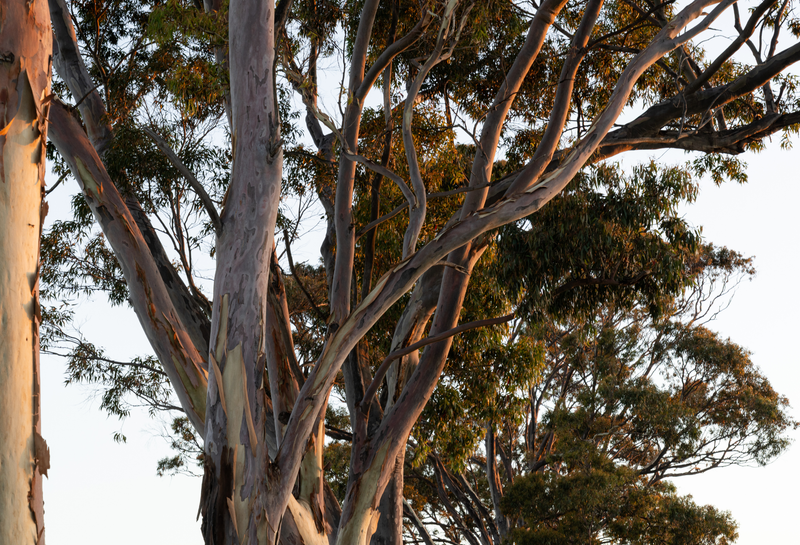 Fast Growing Trees for Shade, Screening and Quick Impact - Evergreen ...