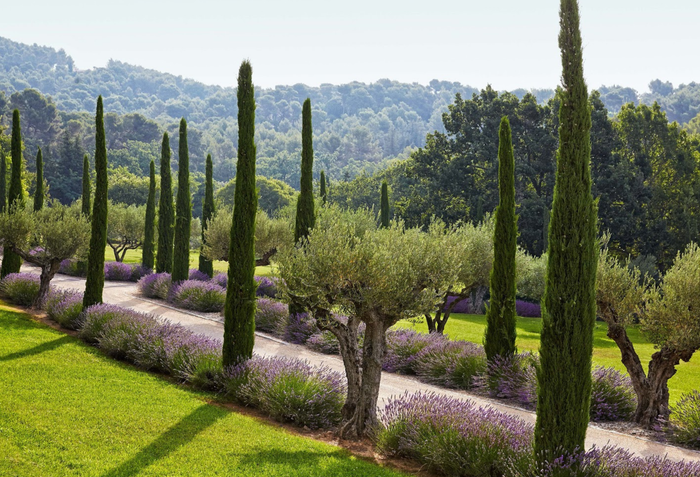 Feature Tree Conifers | Evergreen Trees Direct