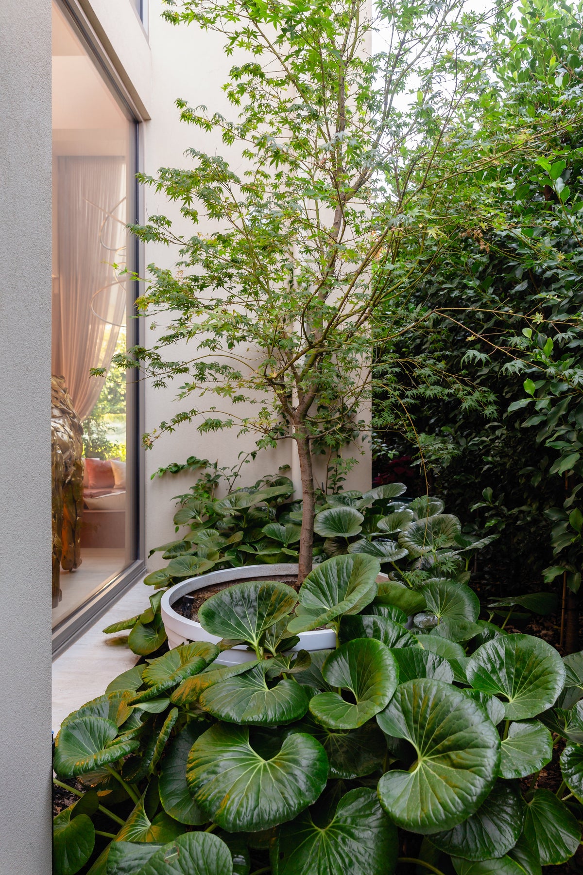 Trees for Deep Shade Areas | Plants That Thrive Without Sun | Evergreen ...