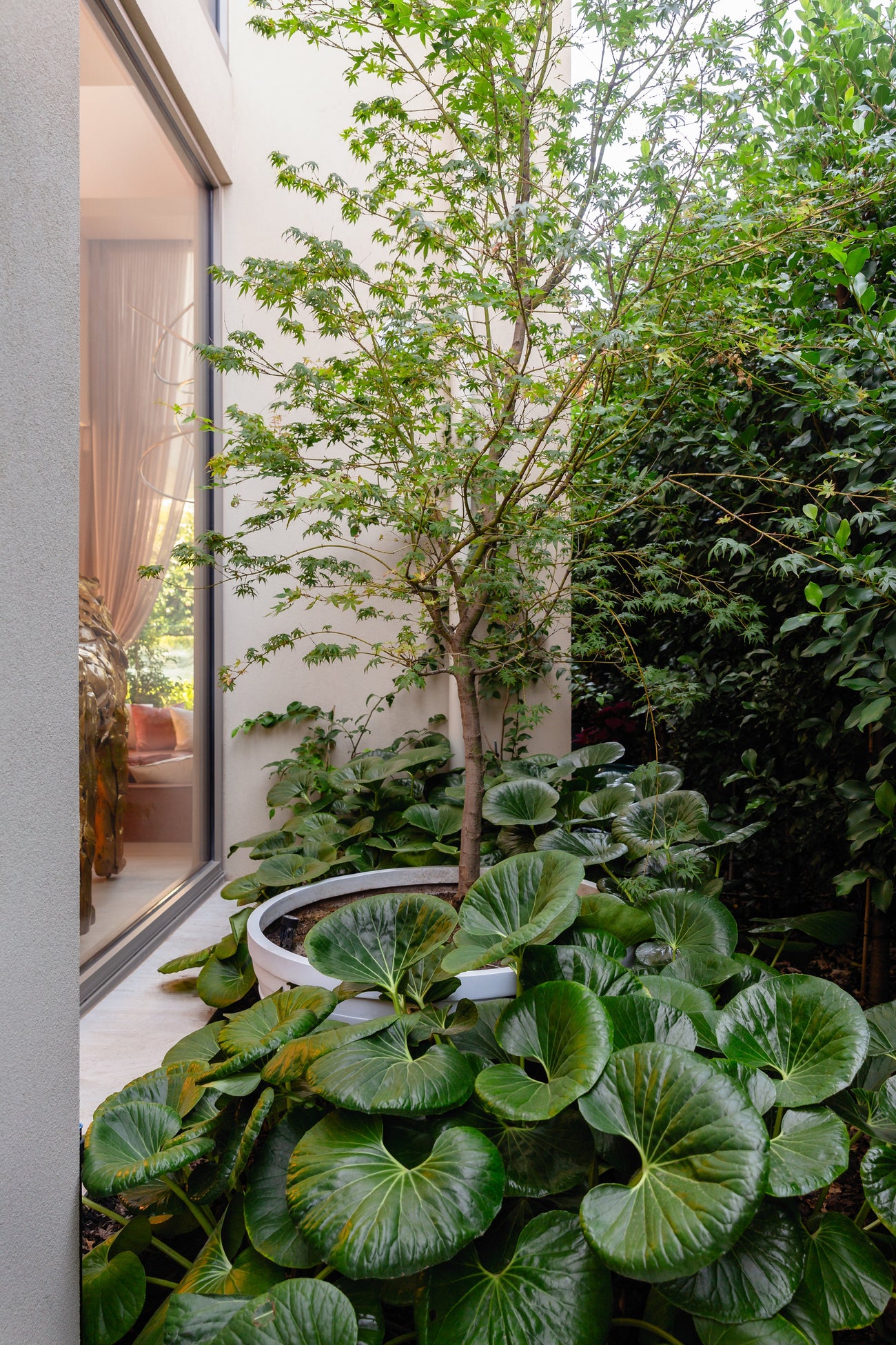 Shade Tolerant Trees & Shrubs for Lush Gardens - Evergreen Trees Direct