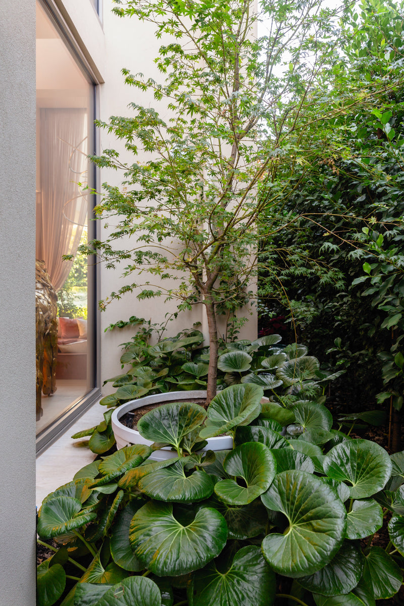 Shade Tolerant Trees & Shrubs for Lush Gardens - Evergreen Trees Direct