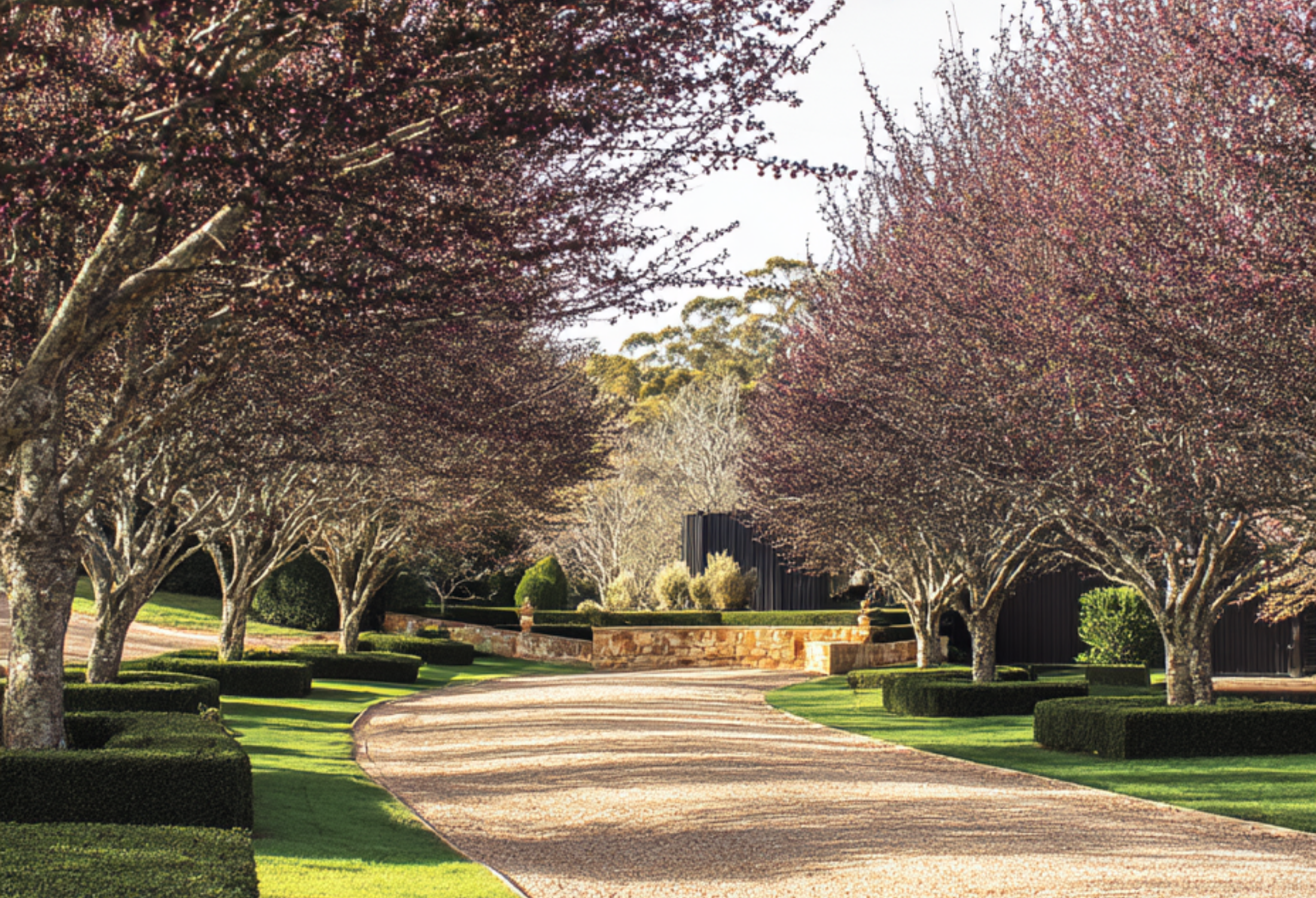 Symmetrical & Upright Trees for Avenue Planting