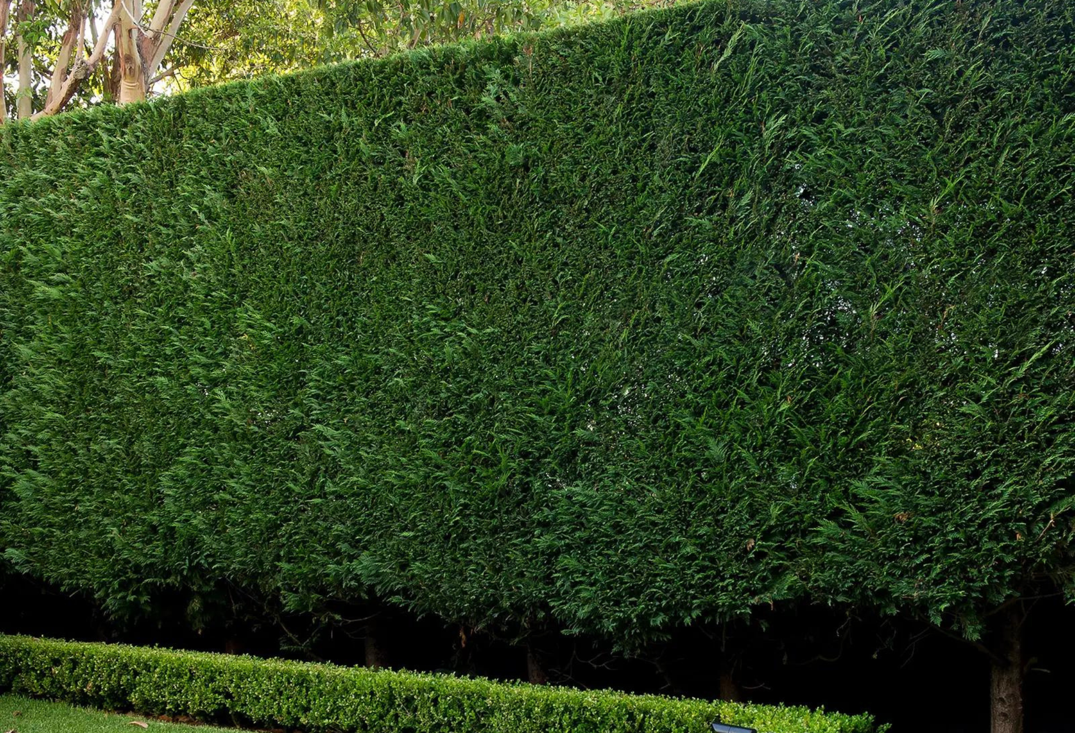 Dense and Bushy Hedging Trees