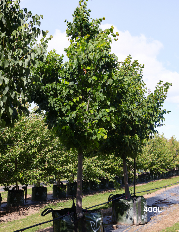 Super Advanced Trees - Evergreen Trees Direct