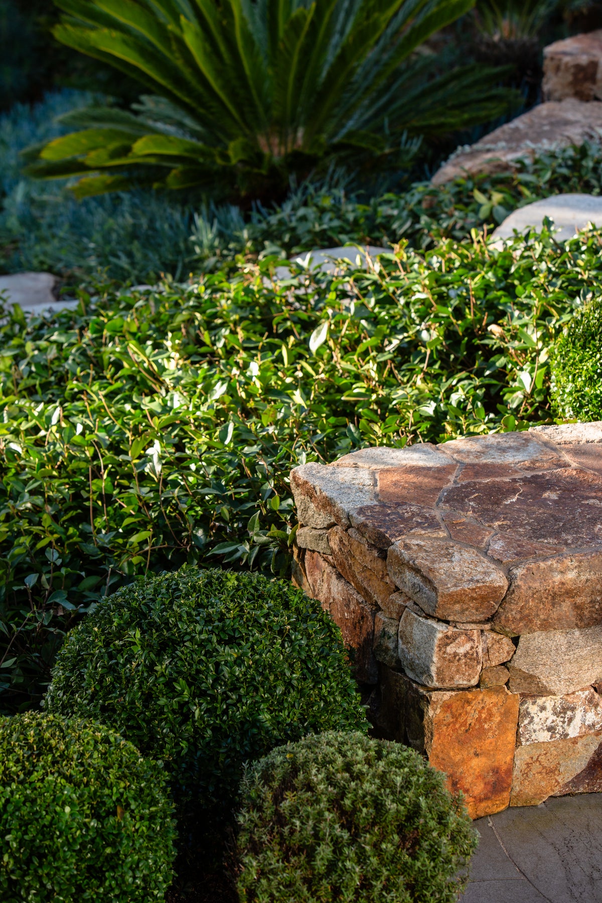 Rhaphiolepis indica 'Snow Maiden' - Evergreen Trees Direct