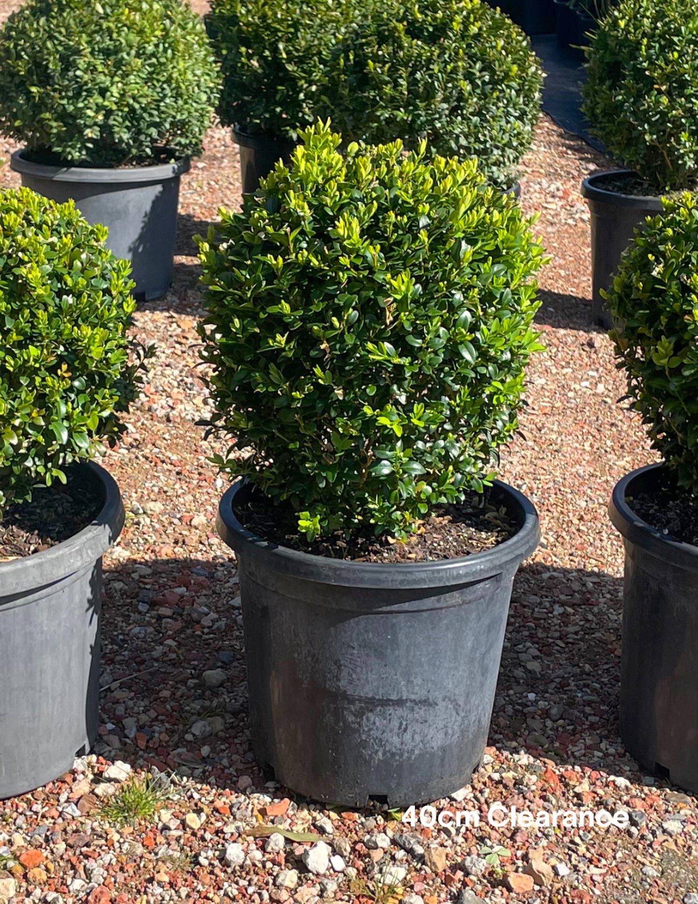 Buxus microphylla japonica - Japanese Box Topiary Balls