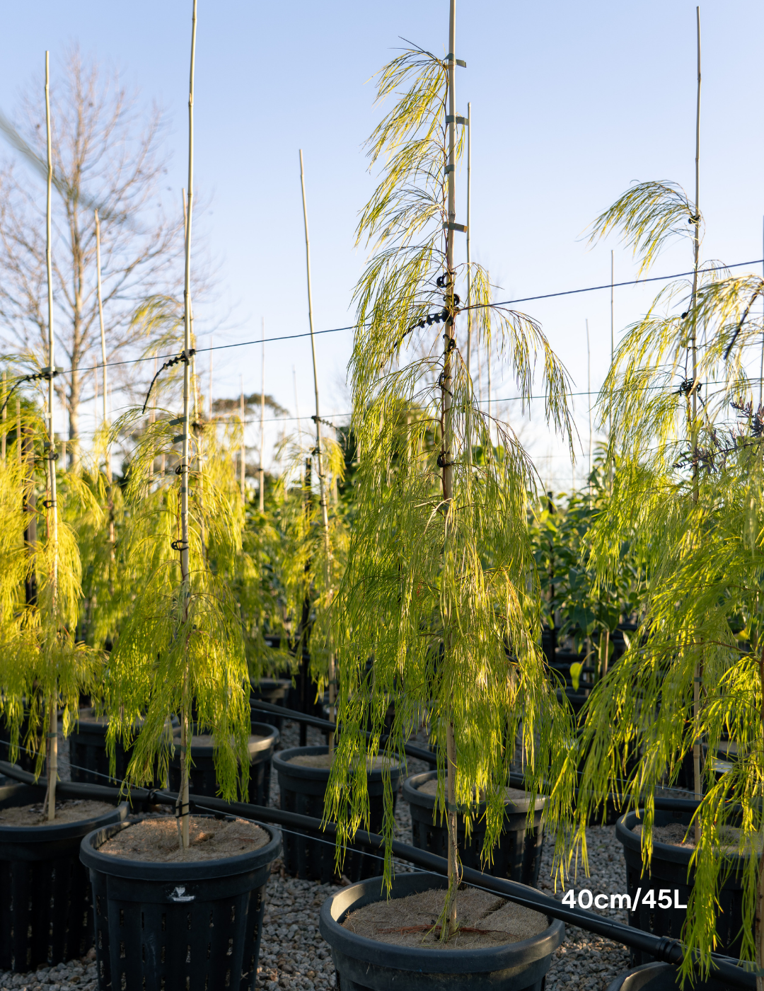Acacia Floribunda - Gossamer Wattle - Evergreen Trees Direct