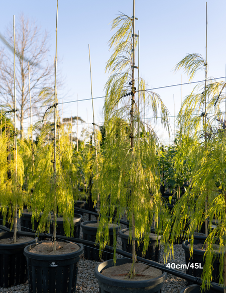Acacia Floribunda - Gossamer Wattle - Evergreen Trees Direct