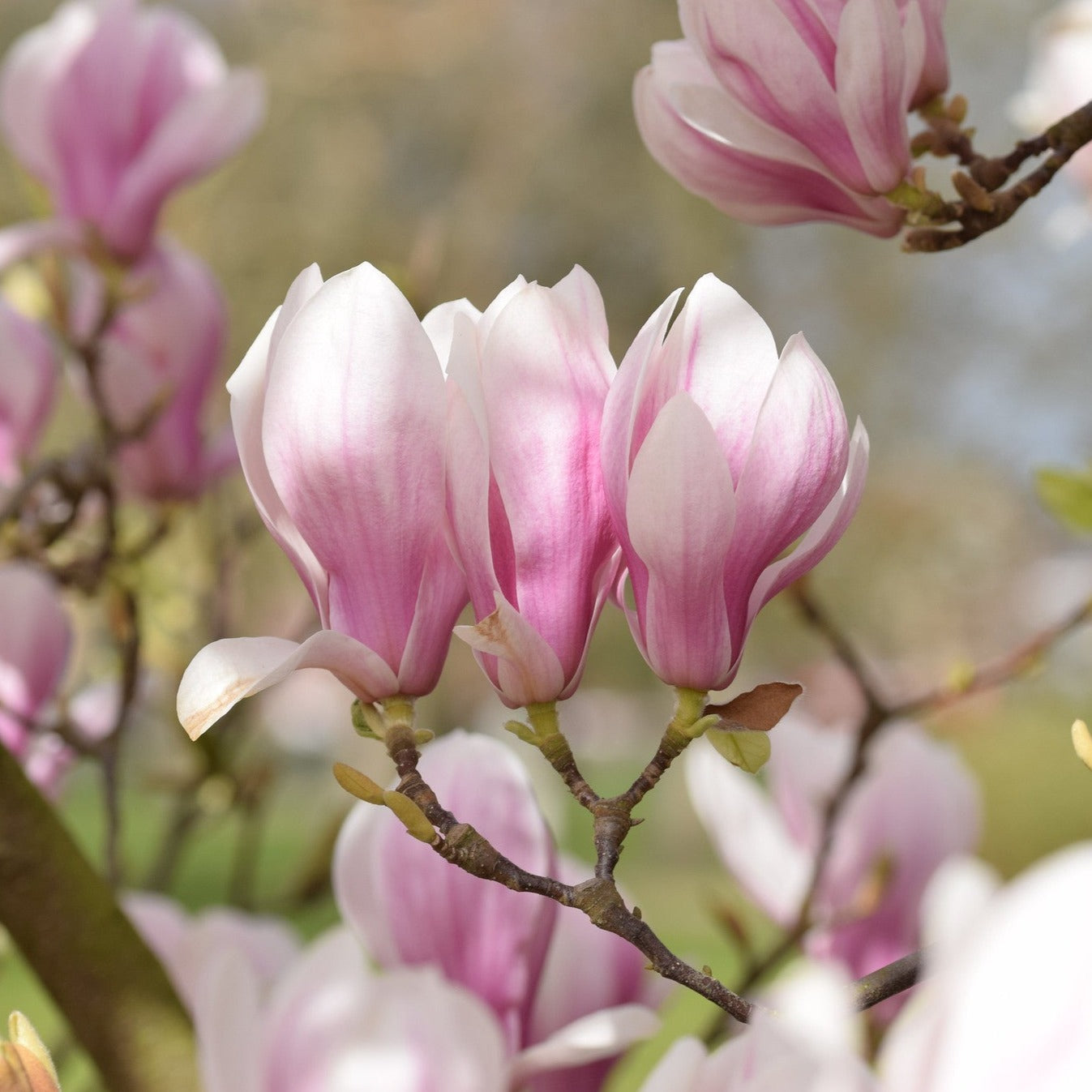 Magnolias Trees for Sale - Evergreen Trees Direct
