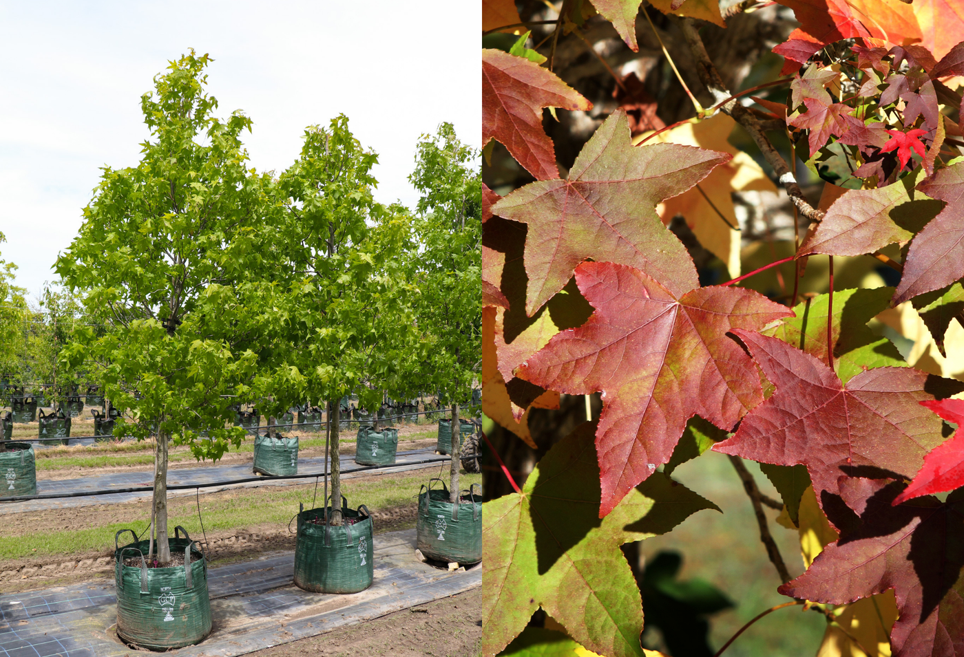 Hedging & Screening Trees Australia | Privacy & Fast-Growing Varieties ...