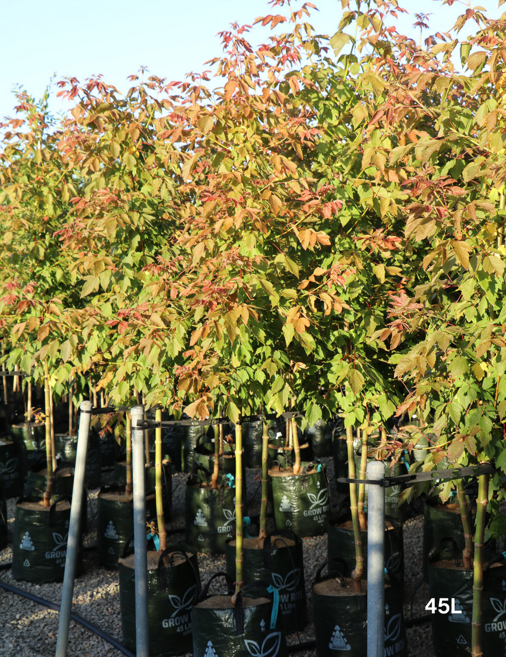 Acer negundo 'Sensation' (Box Elder) - Evergreen Trees Direct