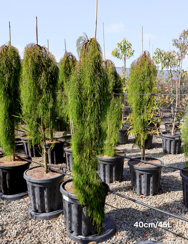 Acacia cognata 'Waterfall' Standard - Evergreen Trees Direct
