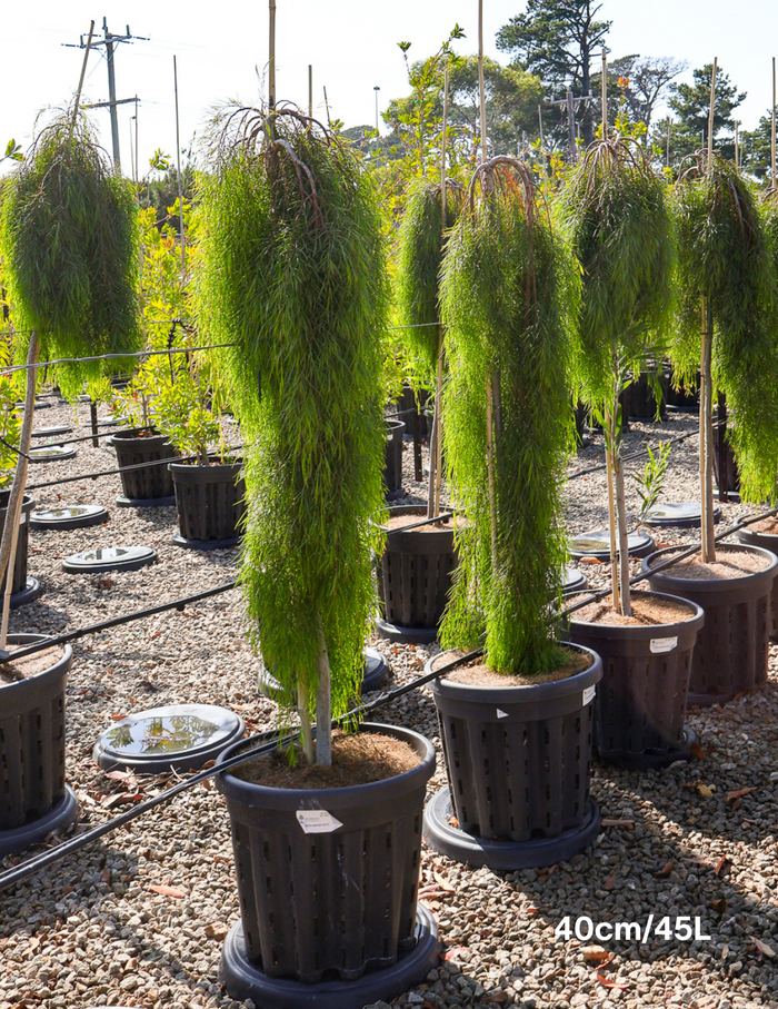 Acacia cognata 'Waterfall' Standard - Evergreen Trees Direct