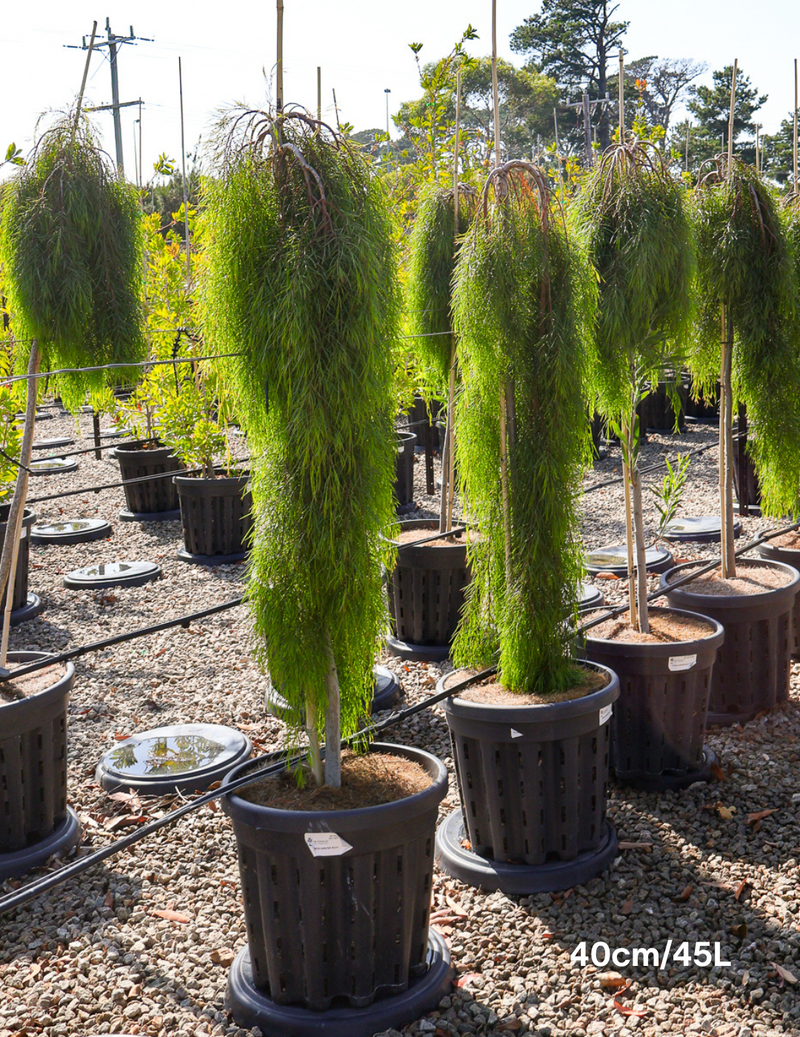 Acacia cognata 'Waterfall' Standard - Evergreen Trees Direct