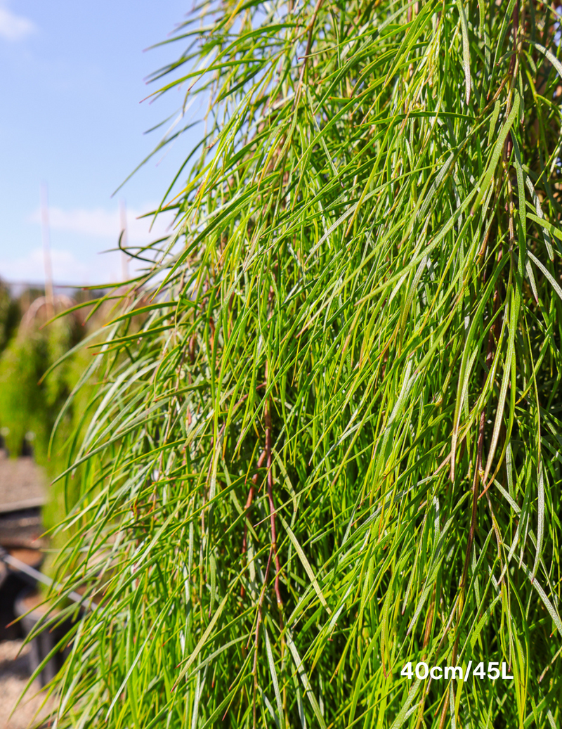 Acacia cognata 'Waterfall' Standard - Evergreen Trees Direct