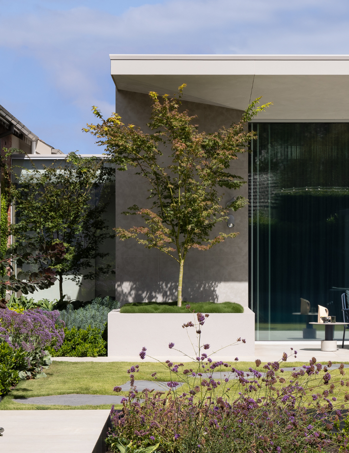 Palm Trees | Evergreen Trees Direct