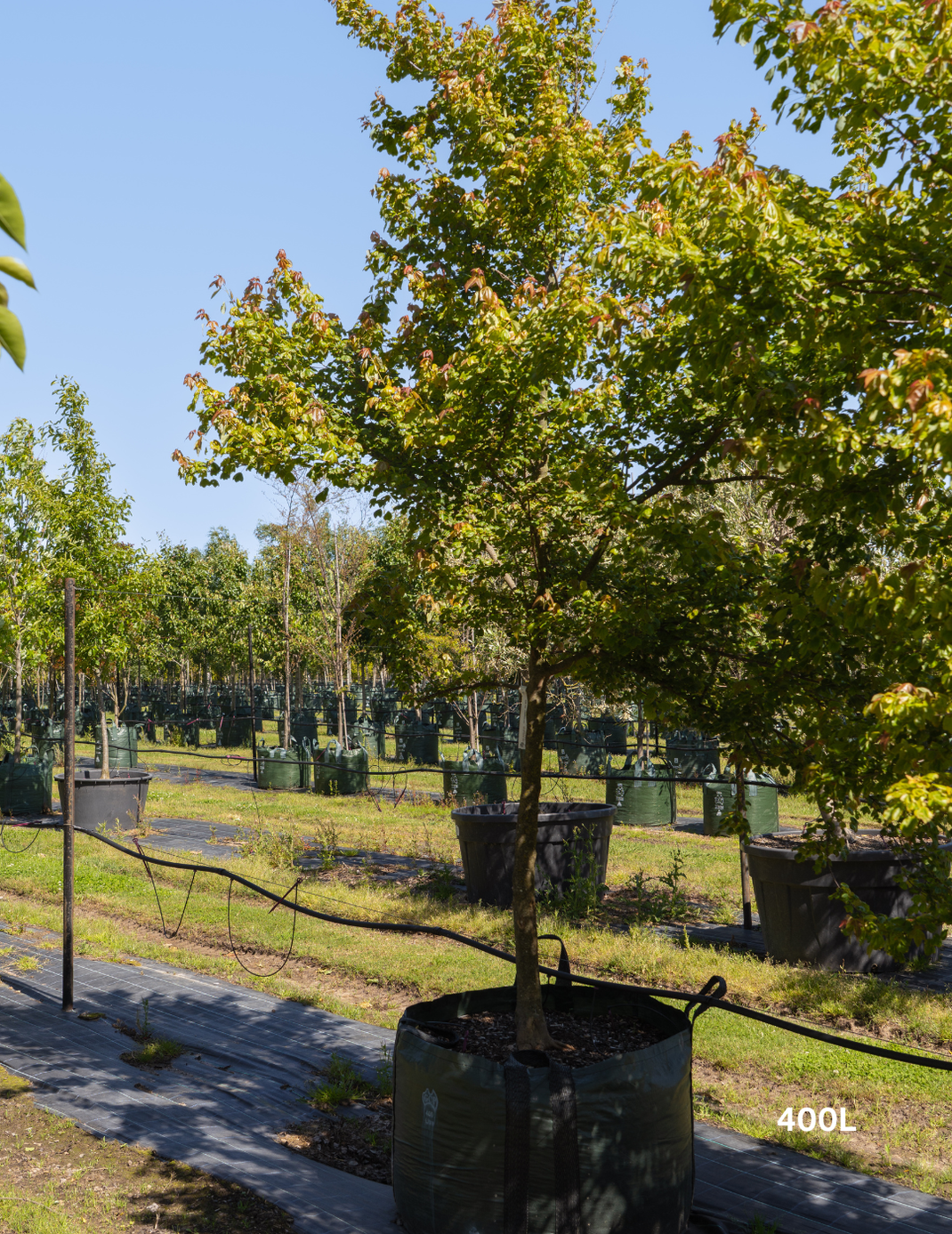 Maples | Evergreen Trees Direct