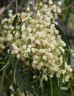 Acacia implexa – Lightwood, Hickory Wattle - Evergreen Trees Direct