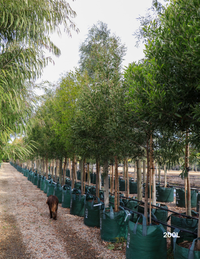 Acacia implexa – Lightwood, Hickory Wattle - Evergreen Trees Direct