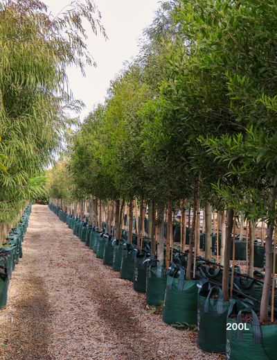 Acacia implexa – Lightwood, Hickory Wattle - Evergreen Trees Direct