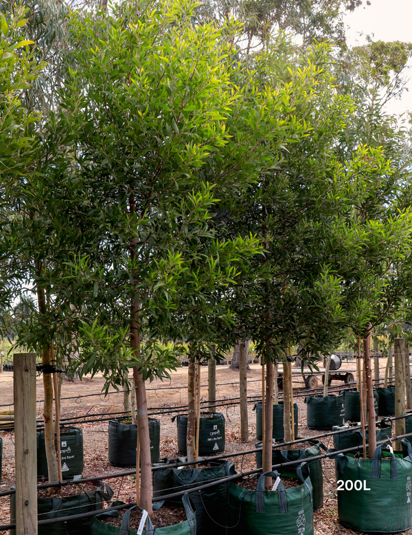 Acacia implexa – Lightwood, Hickory Wattle - Evergreen Trees Direct