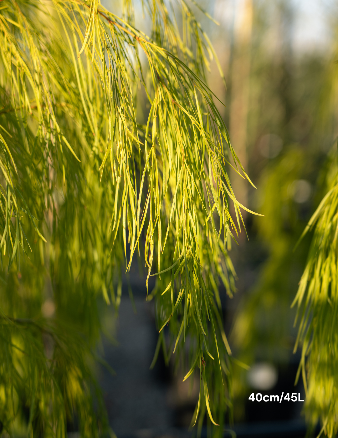 Acacia Floribunda - Gossamer Wattle - Evergreen Trees Direct