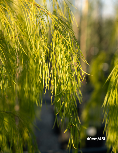 Acacia Floribunda - Gossamer Wattle - Evergreen Trees Direct