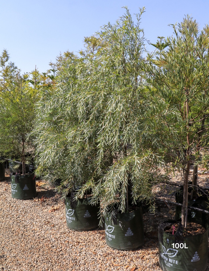 Acacia pendula - Evergreen Trees Direct