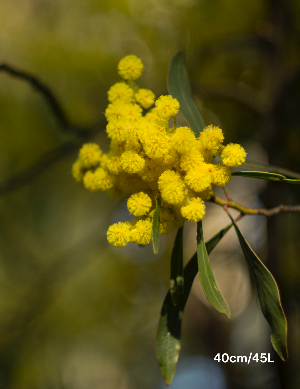 Acacias - Evergreen Trees Direct