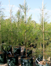 Acacia Floribunda - Gossamer Wattle - Evergreen Trees Direct