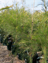 Acacia Floribunda - Gossamer Wattle - Evergreen Trees Direct