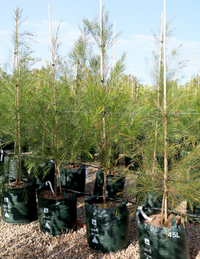 Acacia Floribunda - Gossamer Wattle - Evergreen Trees Direct