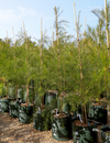 Acacia Floribunda - Gossamer Wattle - Evergreen Trees Direct