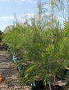 Acacia Floribunda - Gossamer Wattle - Evergreen Trees Direct