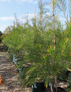 Acacia Floribunda - Gossamer Wattle - Evergreen Trees Direct