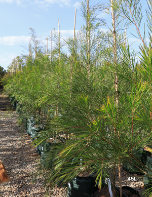 Acacia Floribunda - Gossamer Wattle - Evergreen Trees Direct