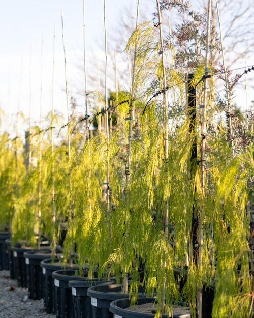 Acacia cognata 'Lime Magik' - Evergreen Trees Direct - Evergreen Trees ...