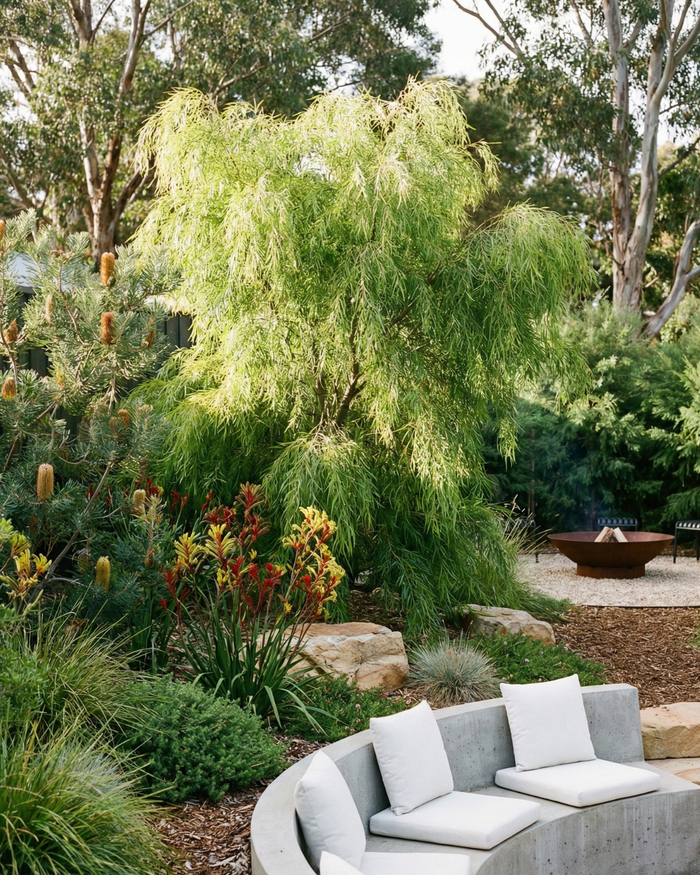 Acacia cognata Limelight | Evergreen Trees Direct